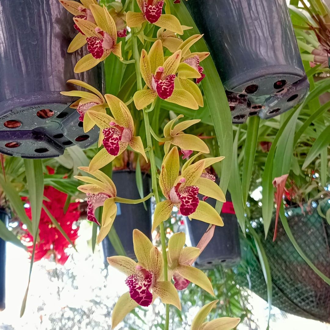 Cymbidium Cascade Hybrid - Y - Orchidoholics254