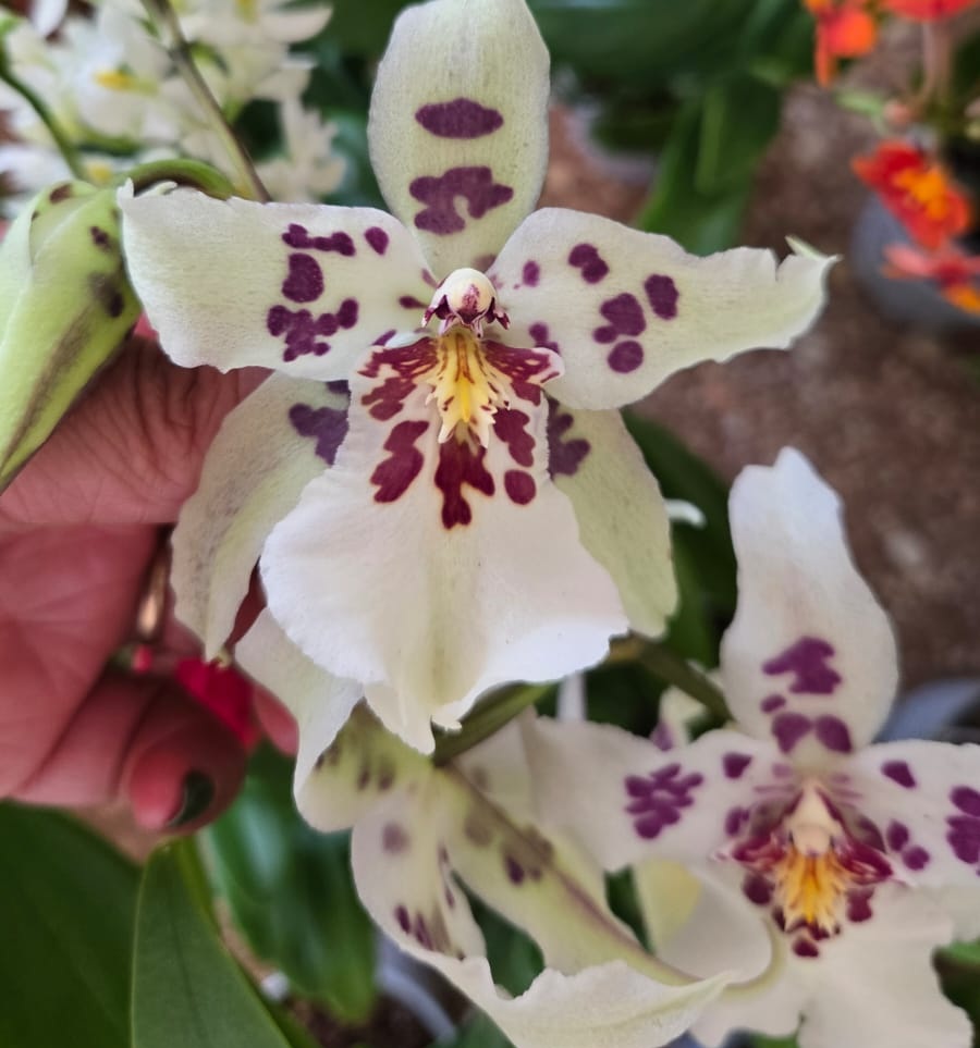 Aliceara Tahoma Glacier - Orchidoholics254
