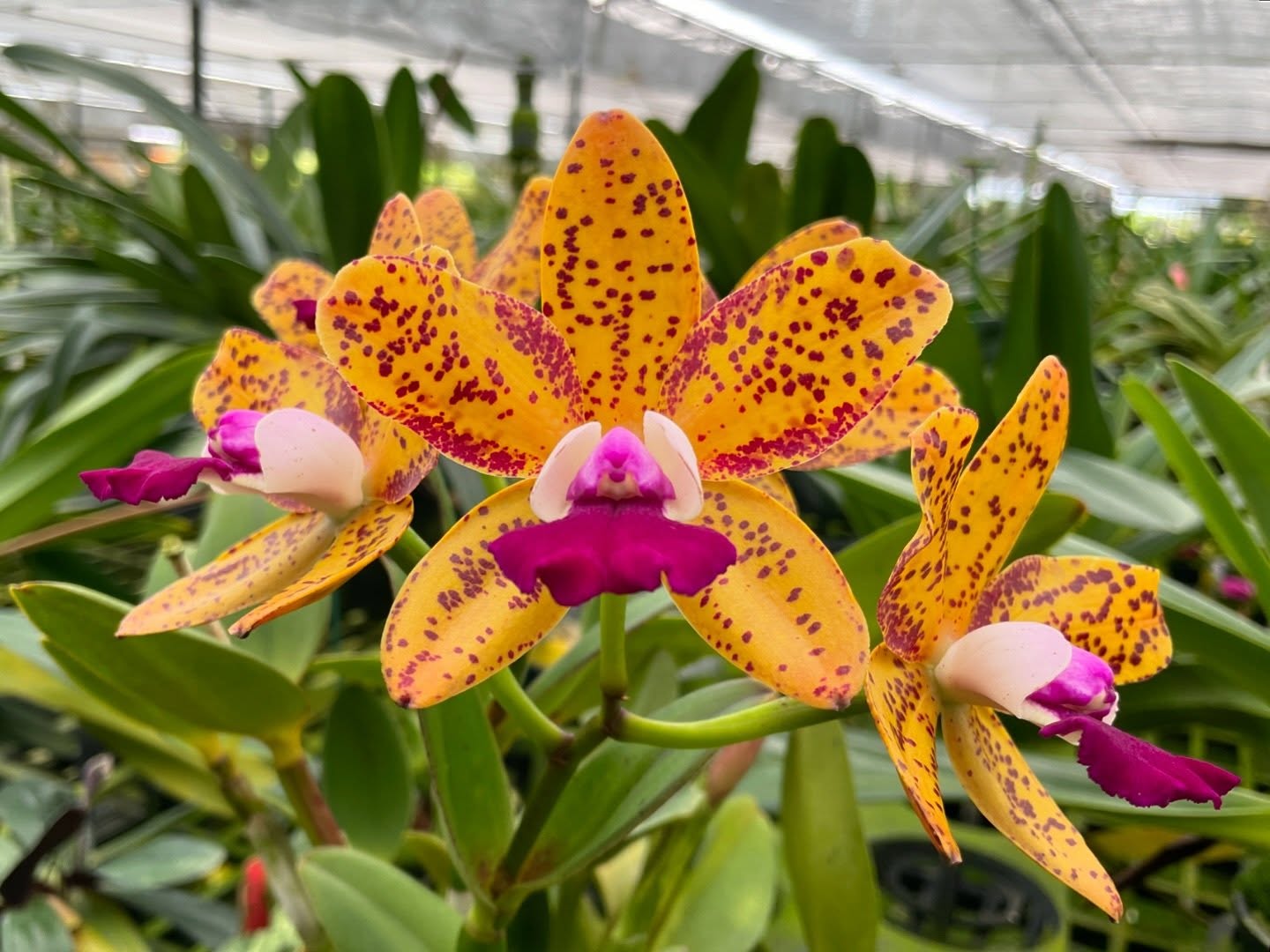 How to Grow Cattleya Bengal Baby - Orchidoholics254