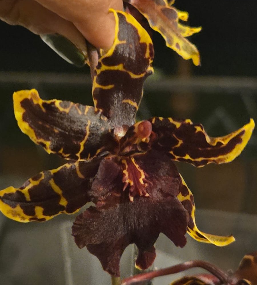 Oncidium Wildcat ‘Black Cat’ - Orchidoholics254